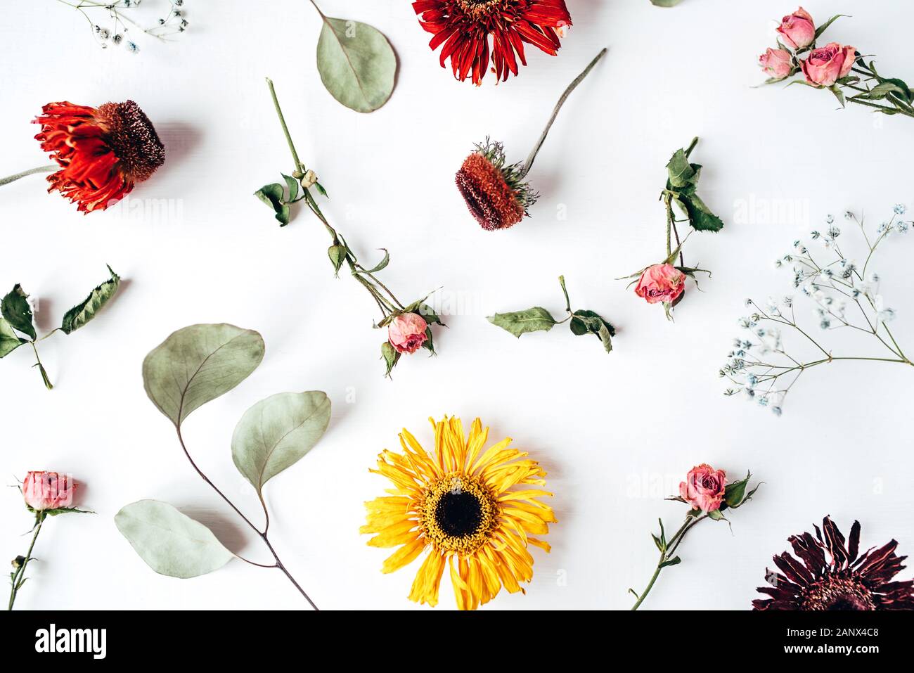 Dry flowers pattern isolated on white background Stock Photo - Alamy