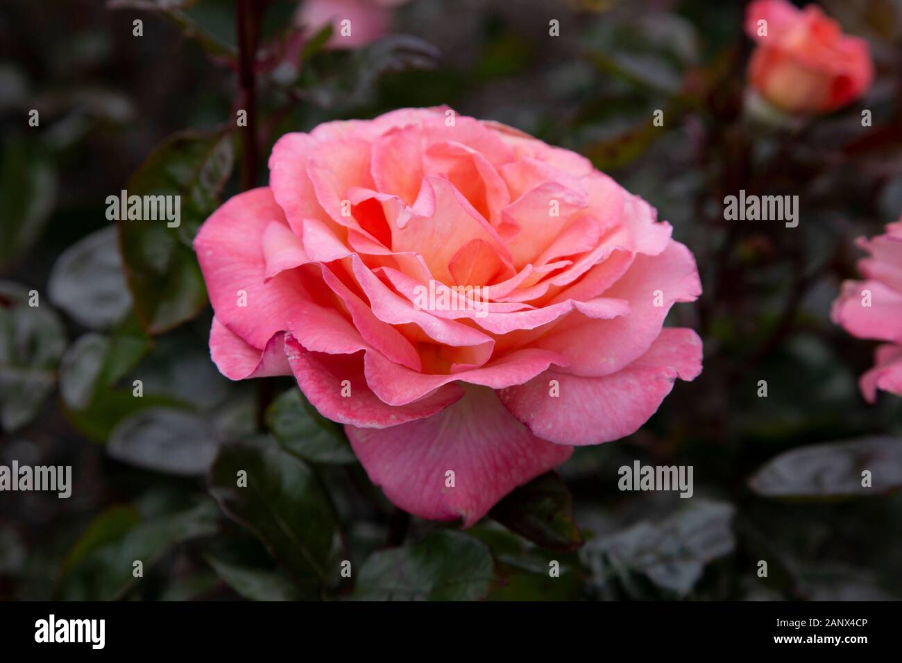 Harkness roses hi-res stock photography and images - Alamy