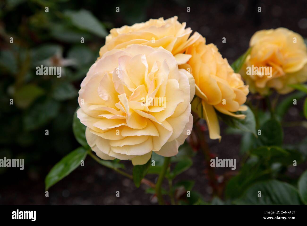 Absolutely Fabulous - Floribunda Carruth Rose Stock Photo - Alamy