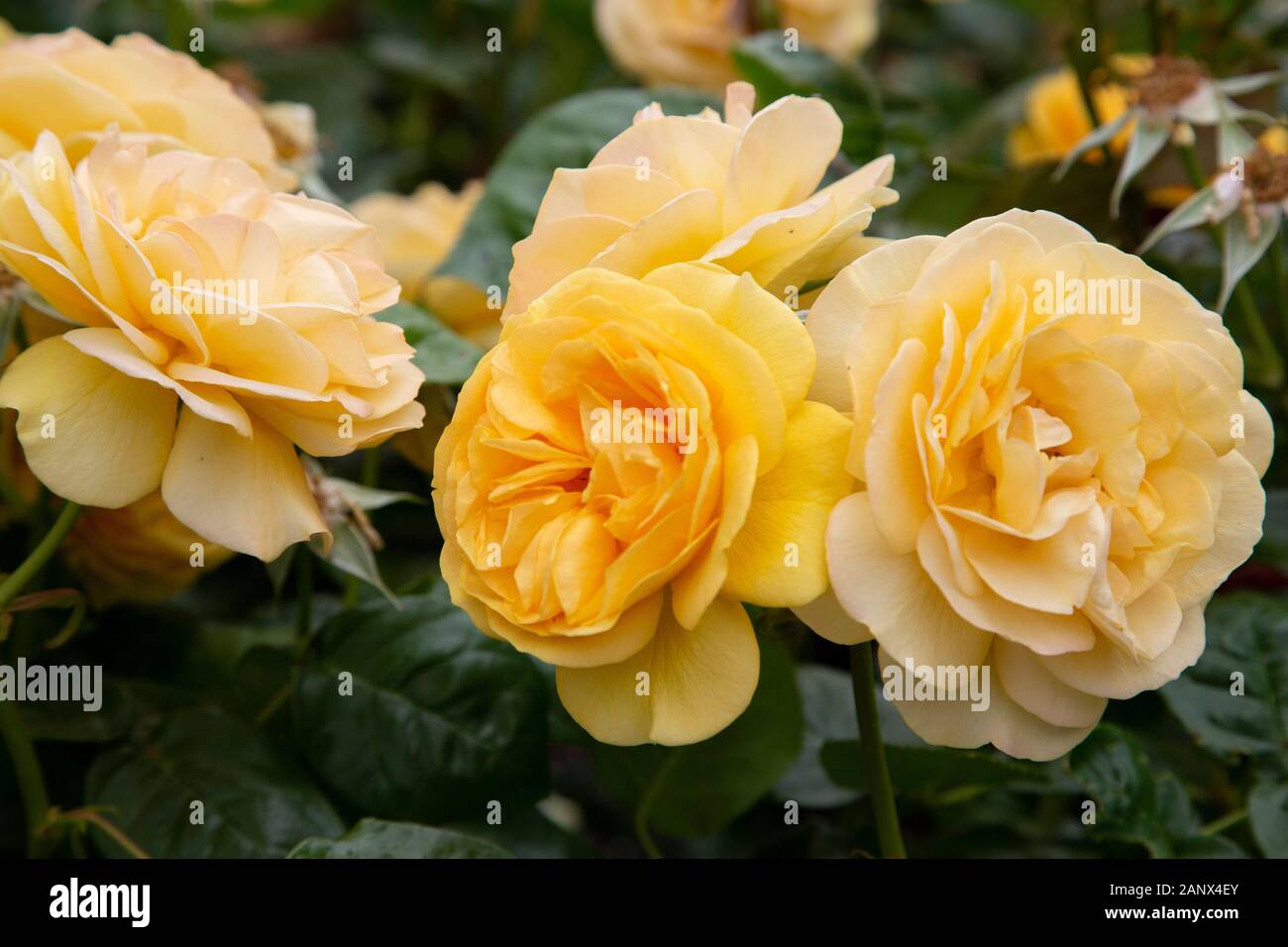 Absolutely Fabulous - Floribunda Carruth Rose Stock Photo - Alamy