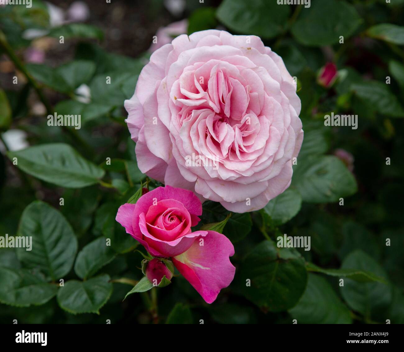 Mcgredy hi-res stock photography and images - Alamy