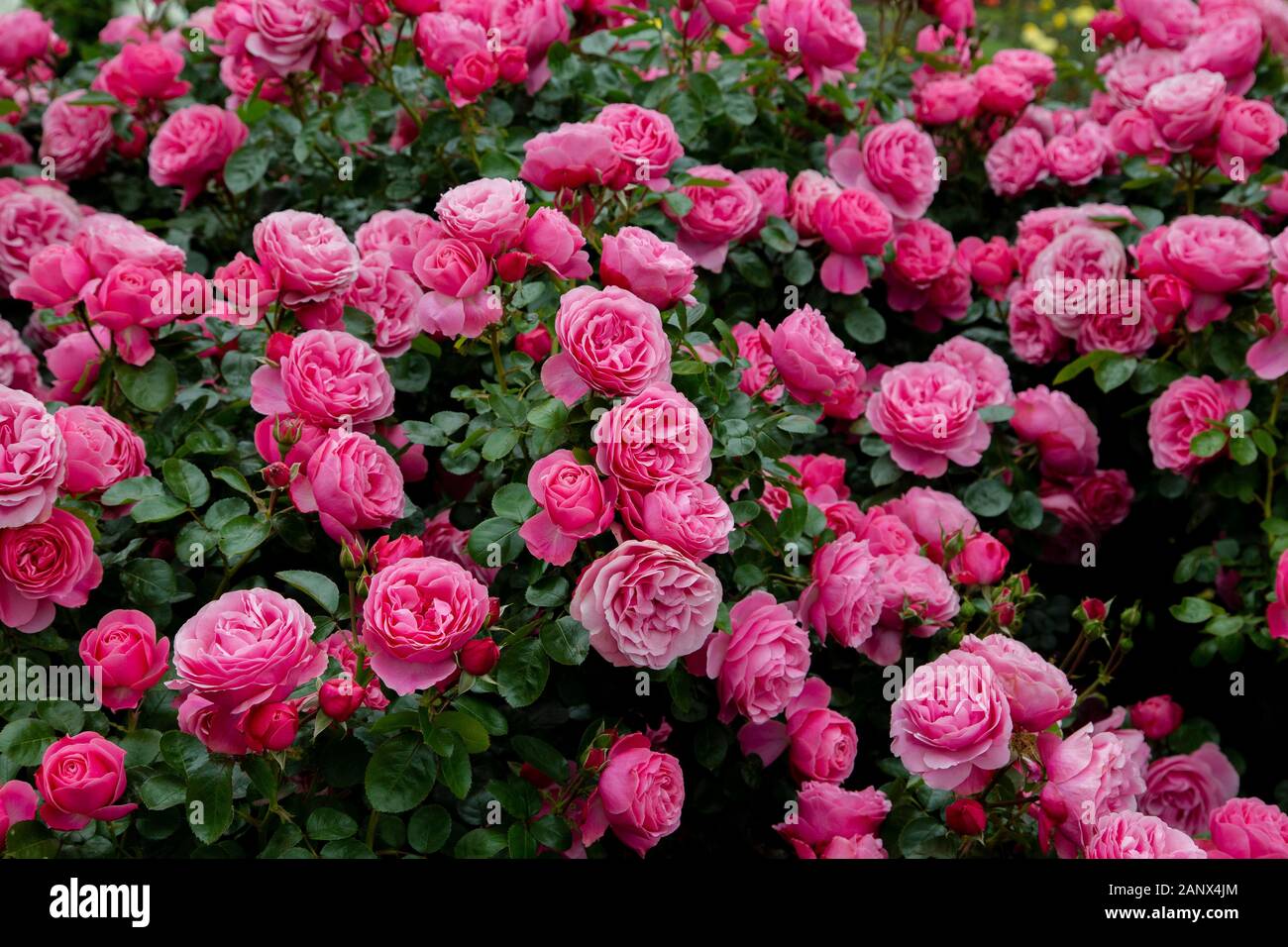 Leonardo Da Vinci - Floribunda Meilland Rose Stock Photo - Alamy