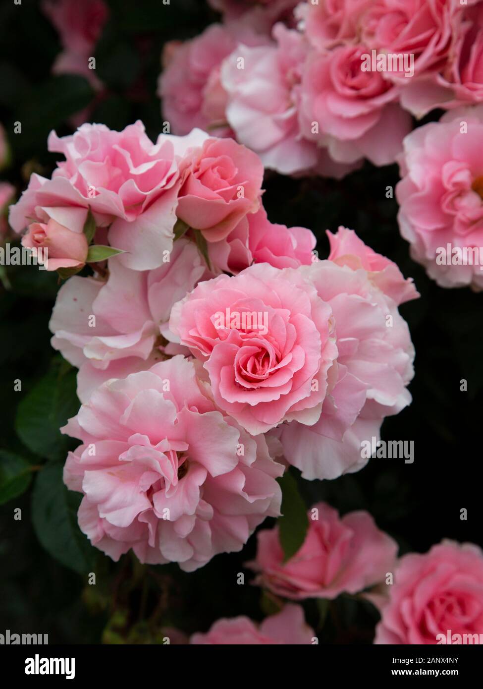 Fry love hi-res stock photography and images - Alamy