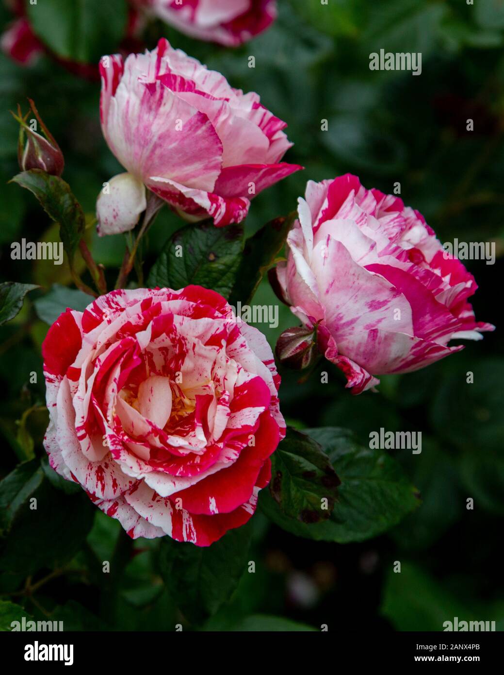 Carruth hi-res stock photography and images - Alamy