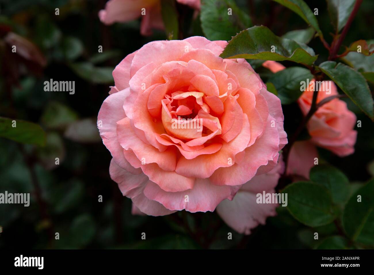 Heart Throb - Hybrid Tea Harkness Rose Stock Photo - Alamy