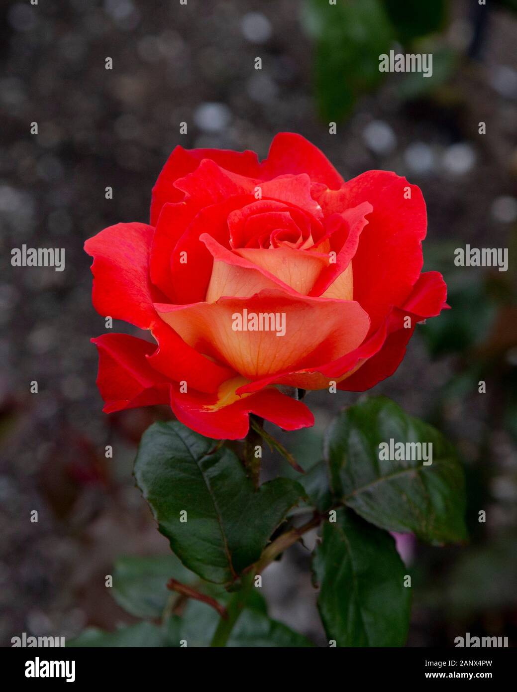 Tiger rose hi-res stock photography and images - Alamy