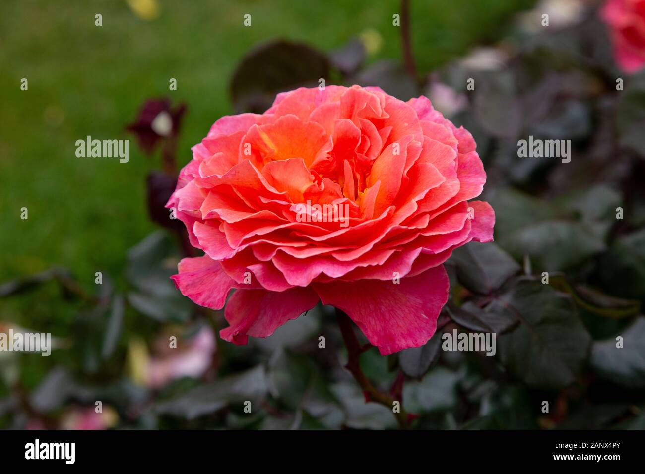 Typhoon tea hi-res stock photography and images - Alamy