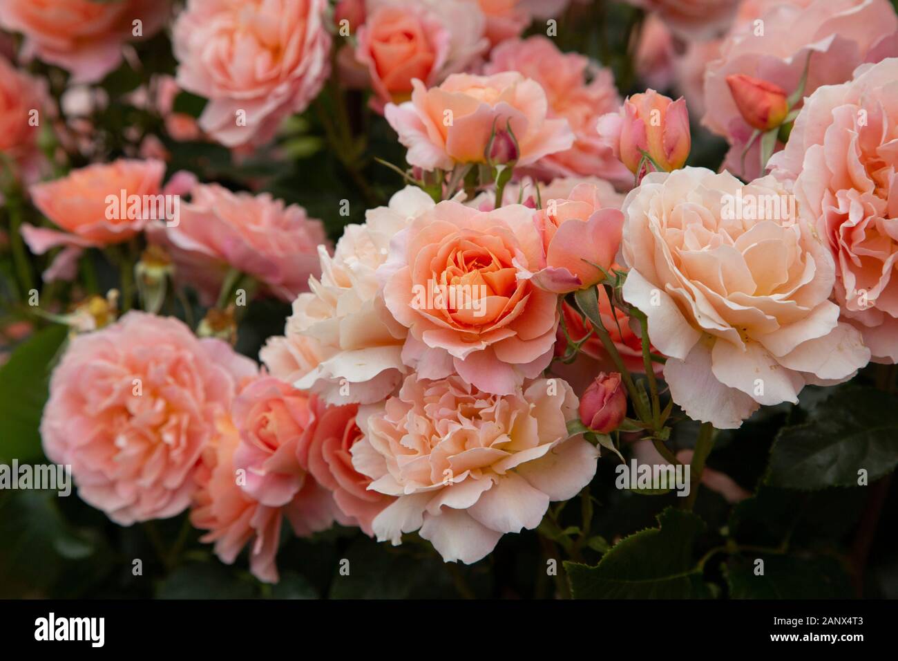 My Mum - Floribunda Matthews Rose Stock Photo - Alamy