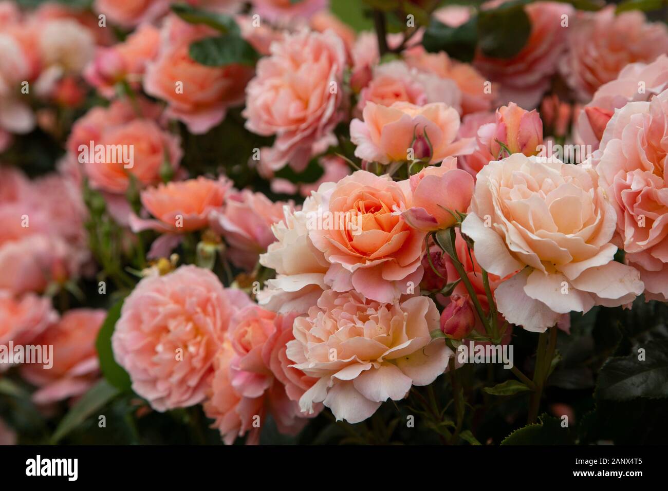 My Mum - Floribunda Matthews Rose Stock Photo - Alamy