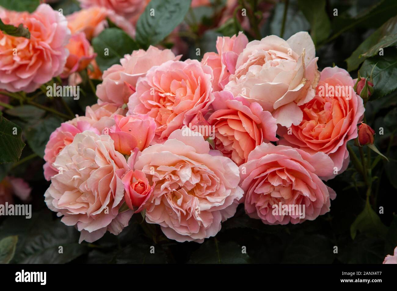 My Mum - Floribunda Matthews Rose Stock Photo - Alamy