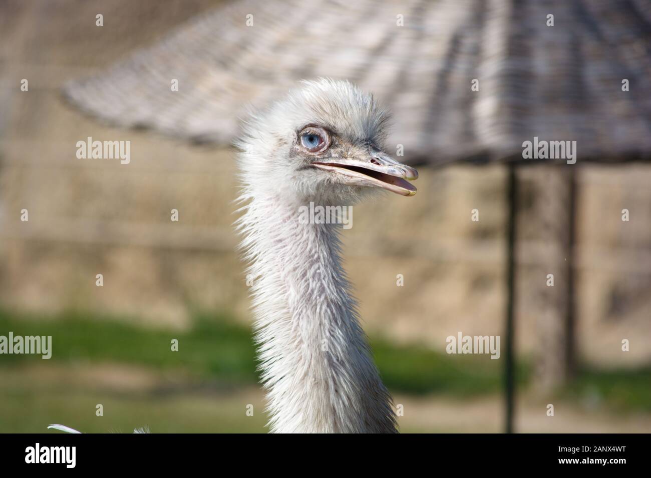 ostrich in the wild nature life. Wild animals. ostrich macro portrait ...