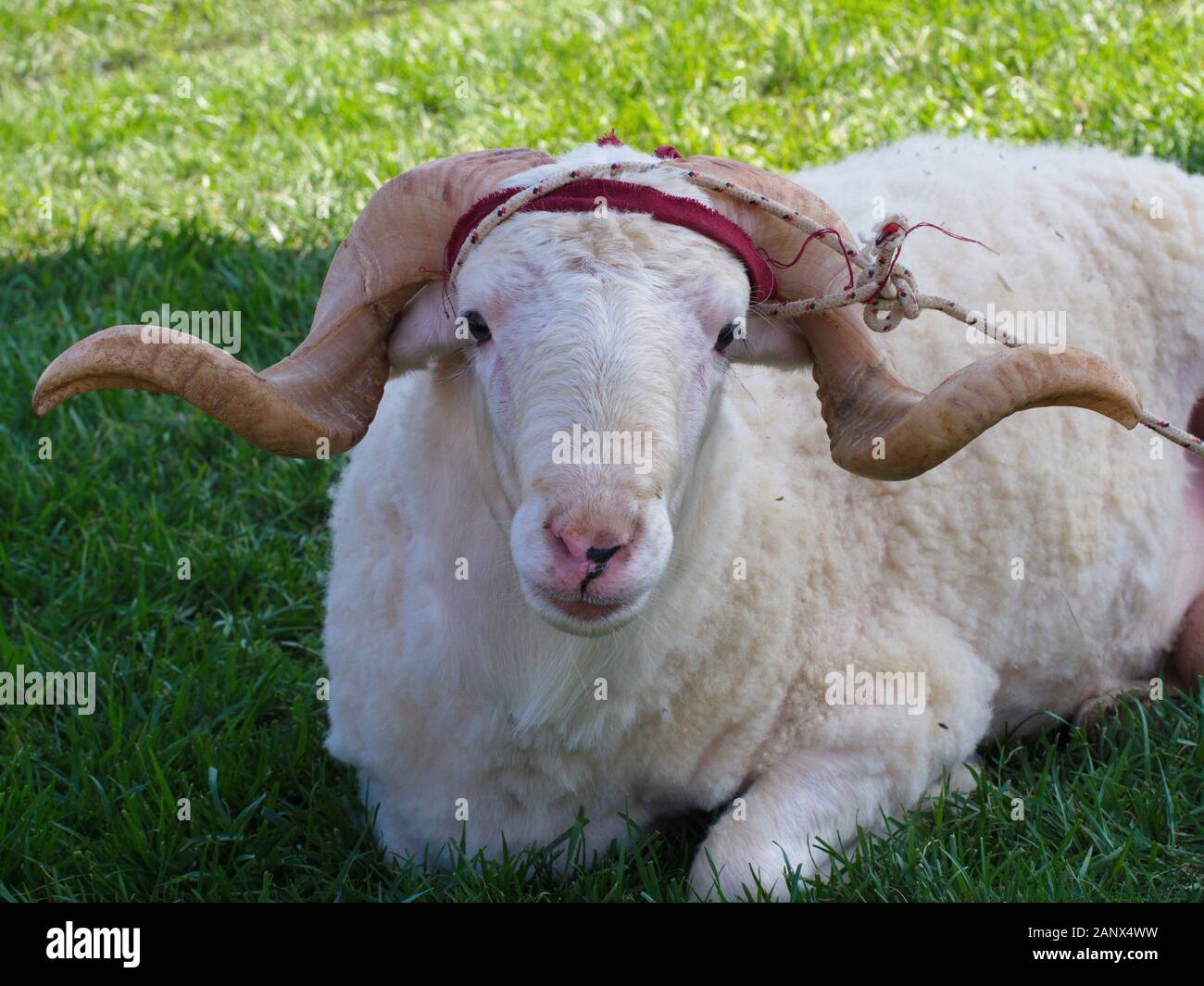 sacrificial lamb. big horned sacrificial ram Stock Photo - Alamy