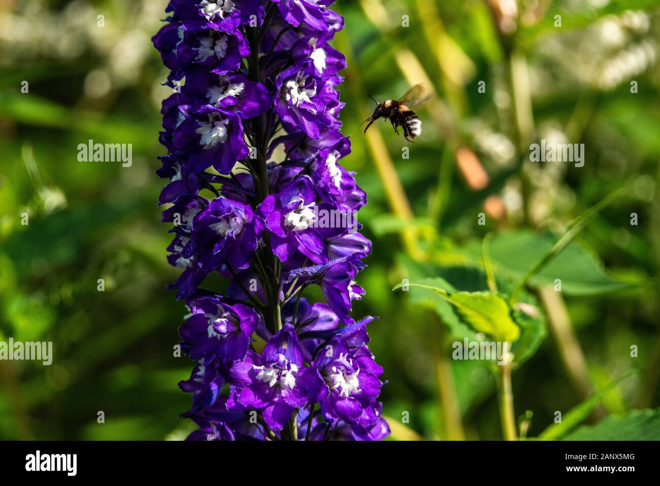 Purple crocus flowers in the spring time bee flying detail insect sharp ...