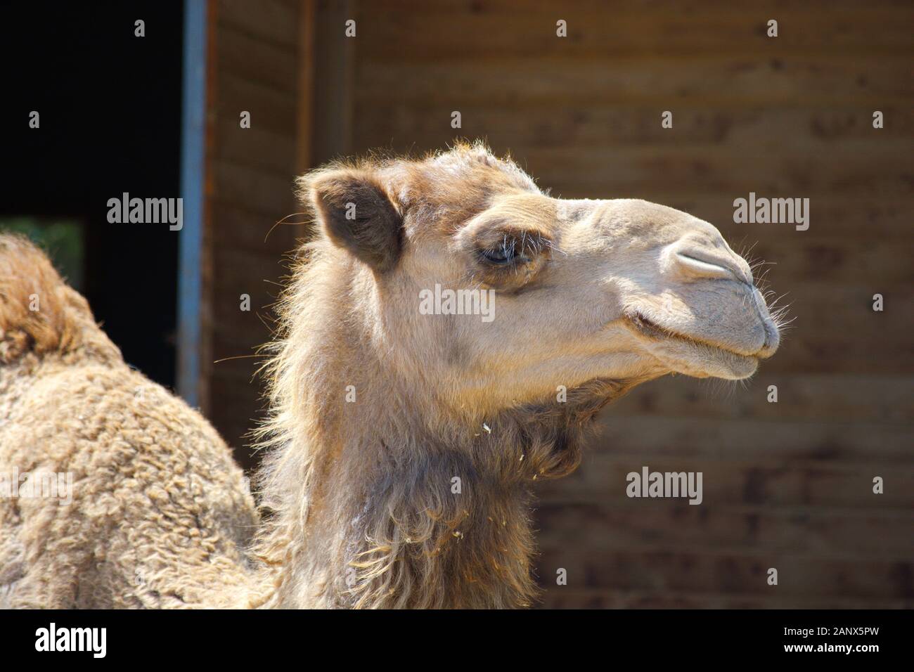 camel in the wild nature life. Wild animals Stock Photo - Alamy