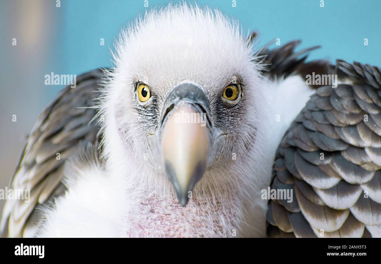 One white-backed vulture staring at the camera Stock Photo - Alamy