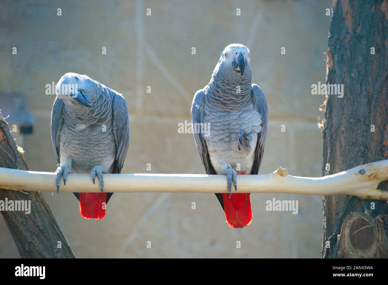 African grey parrots hi-res stock photography and images - Alamy