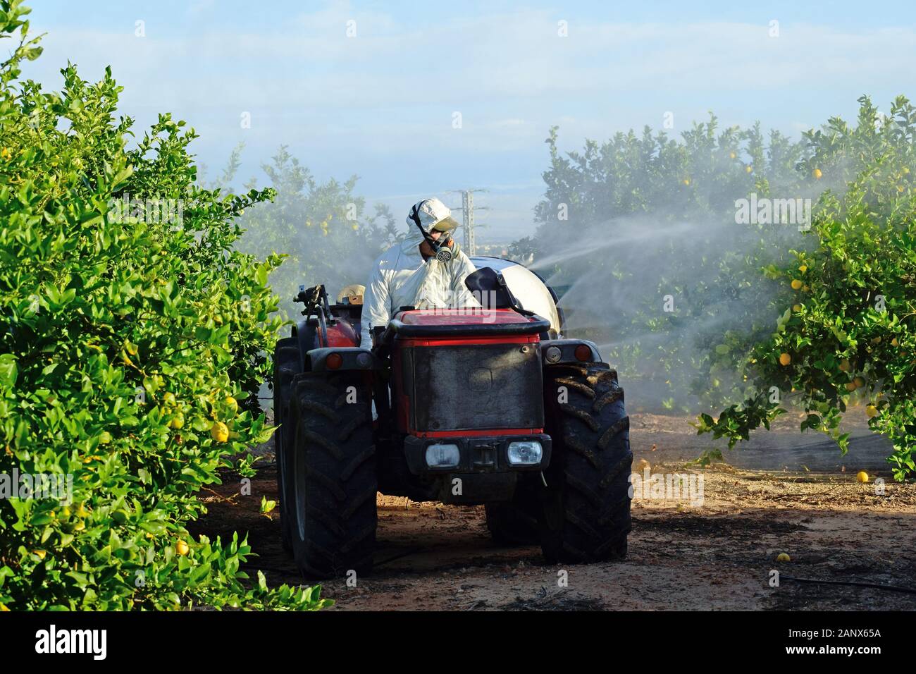 Tractor spraying pesticide and insecticide on lemon plantation in Spain ...