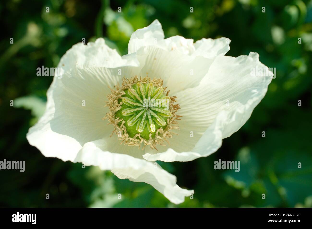 poppy flower. opium, poppy capsule. Agriculture of poppy plant ...