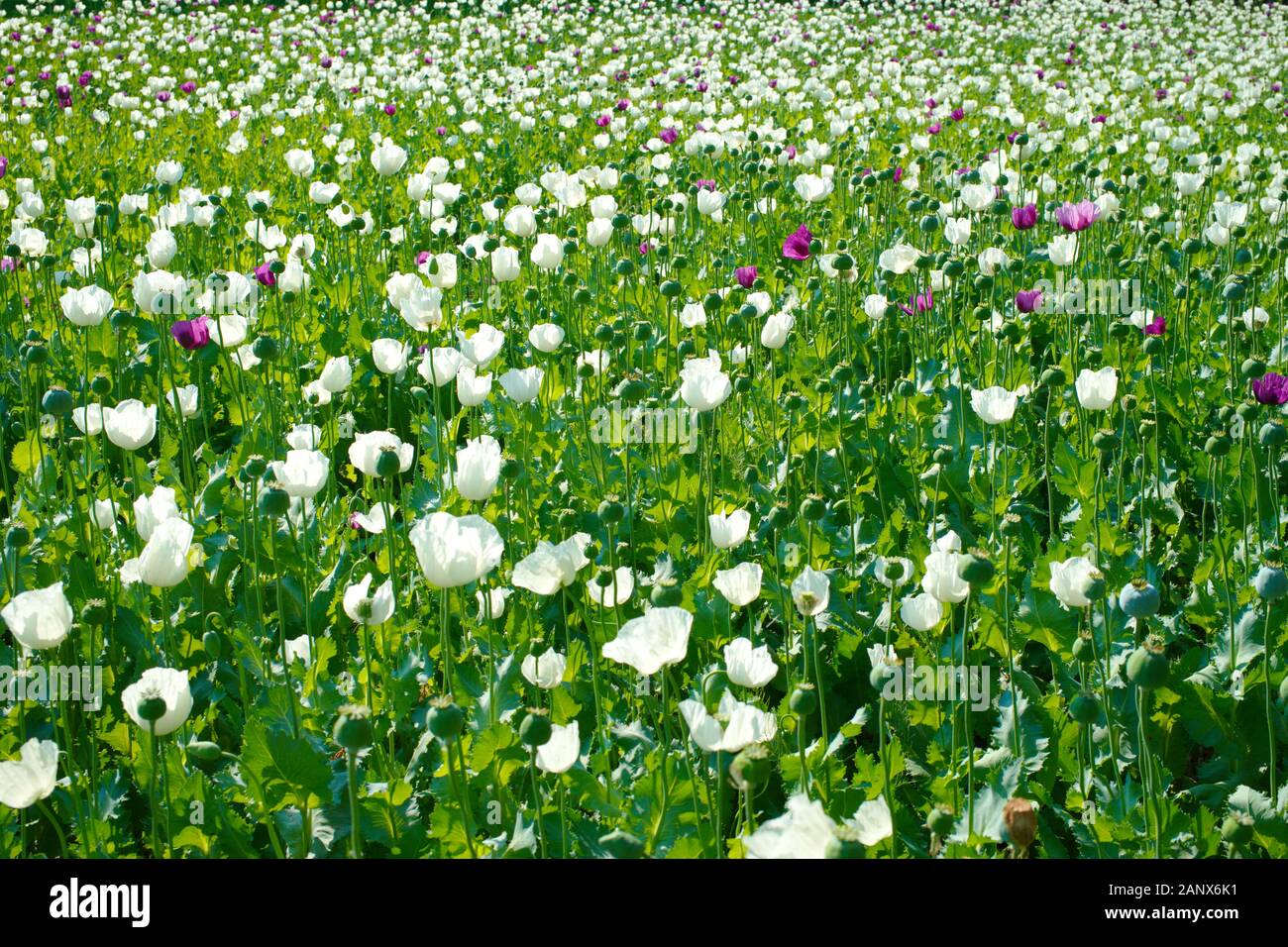 poppy field. opium, poppy capsule and flowers. Agriculture of poppy ...