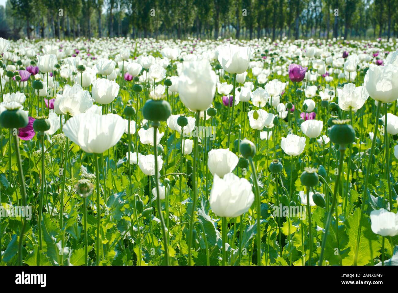 poppy field. opium, poppy capsule and flowers. Agriculture of poppy ...