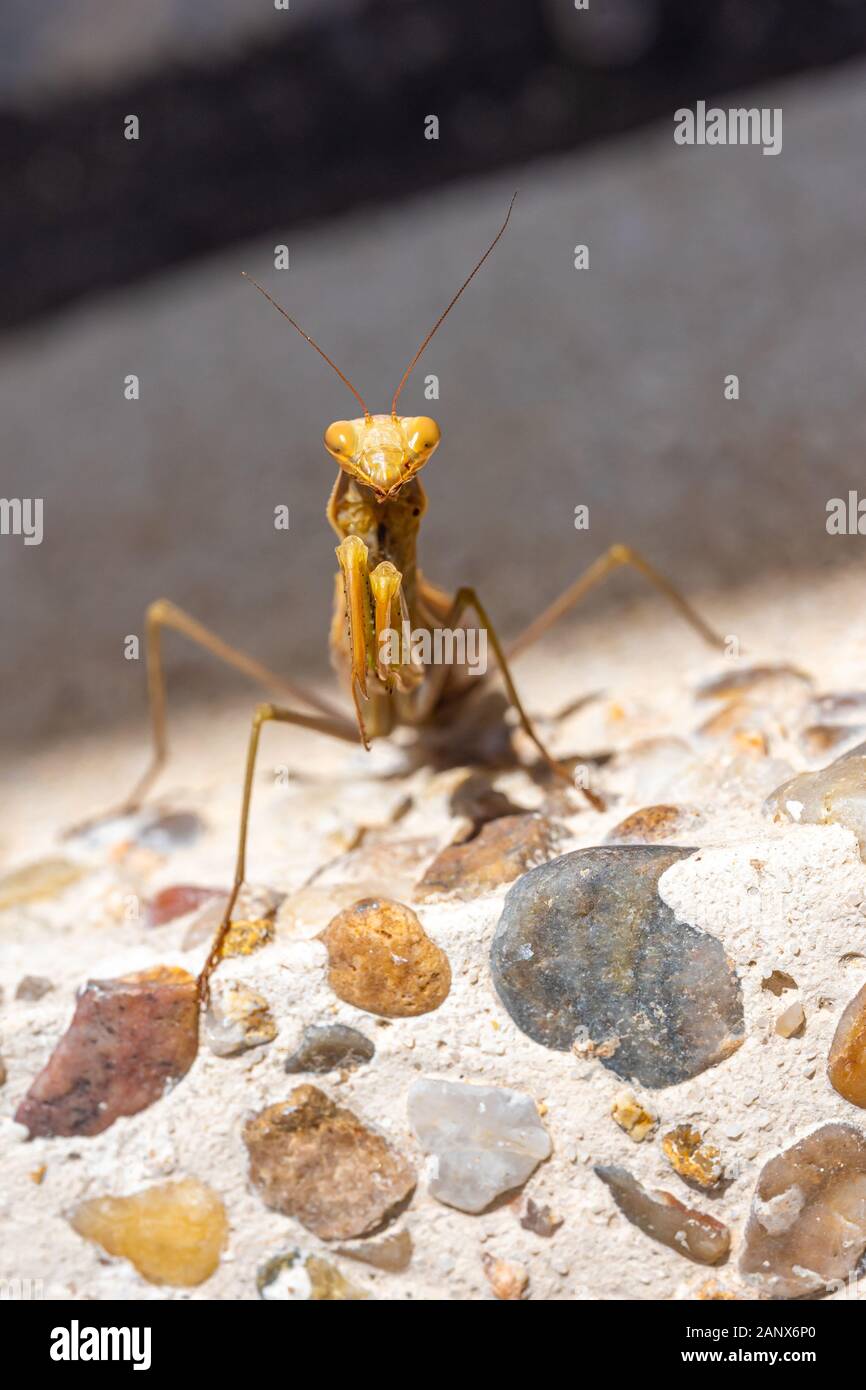 Cannibal Plant High Resolution Stock Photography and Images - Alamy