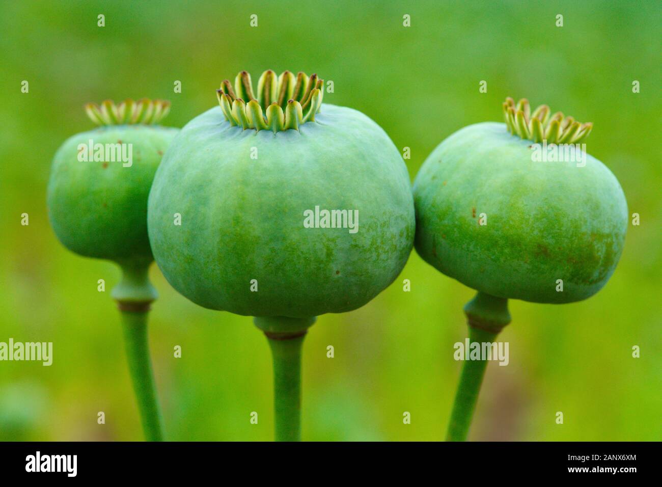 opium, poppy capsule. Agriculture of poppy plant. pharmaceutical ...