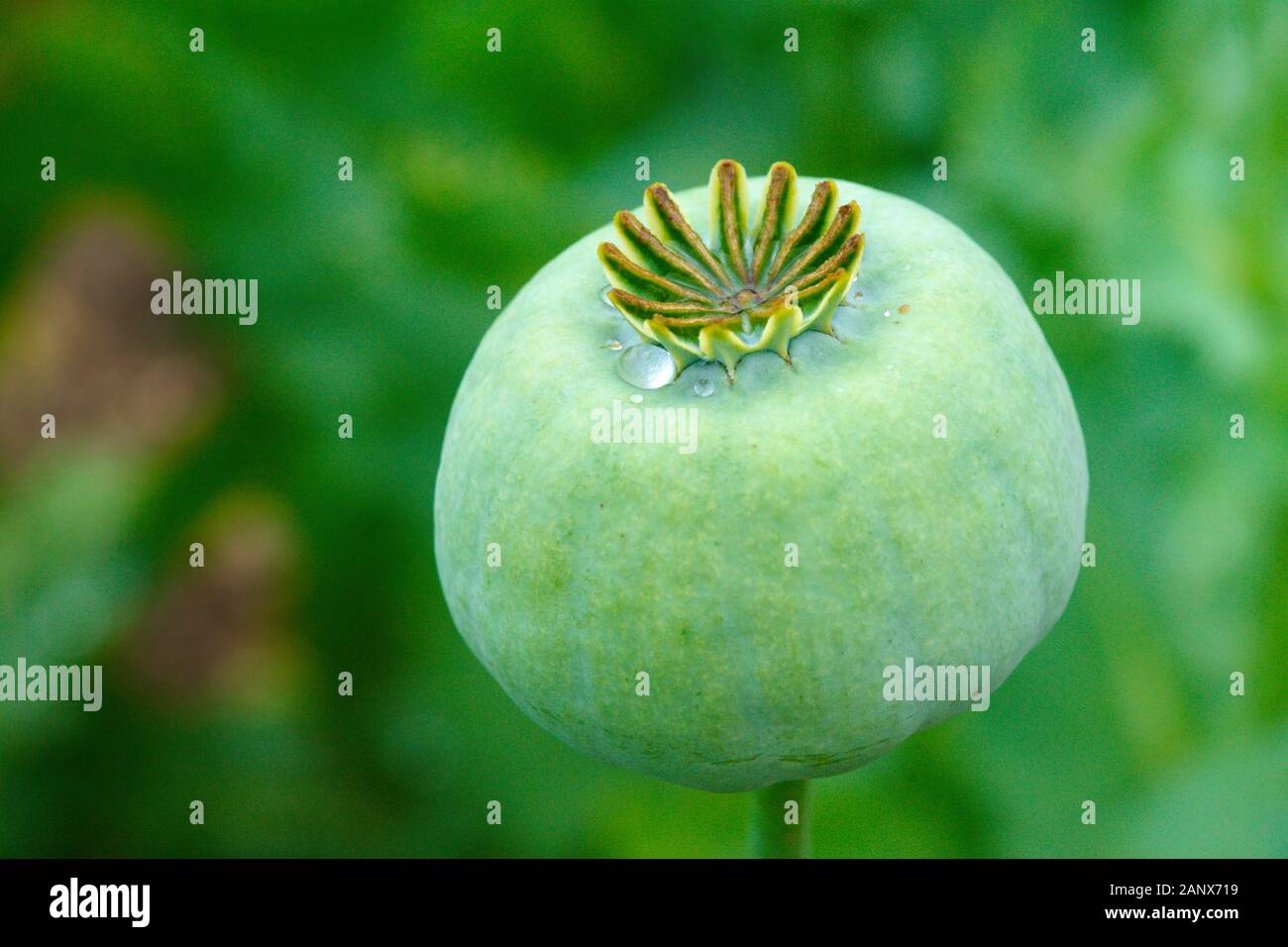 opium, poppy capsule. Agriculture of poppy plant. pharmaceutical ...