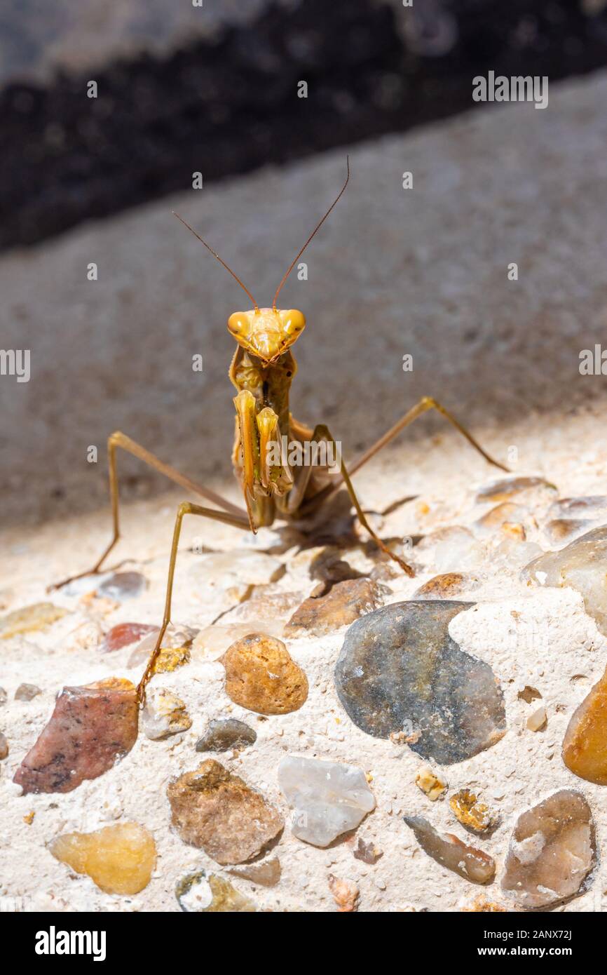 Mantis close up view hi-res stock photography and images - Alamy
