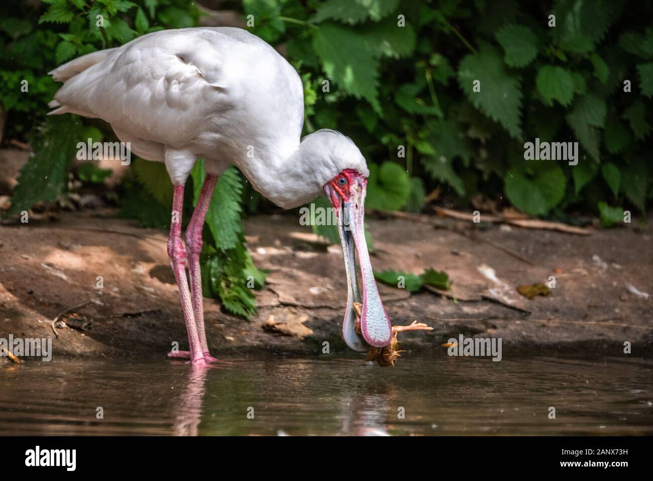 White birds, long legs, living in the pond at the park eating Stock ...