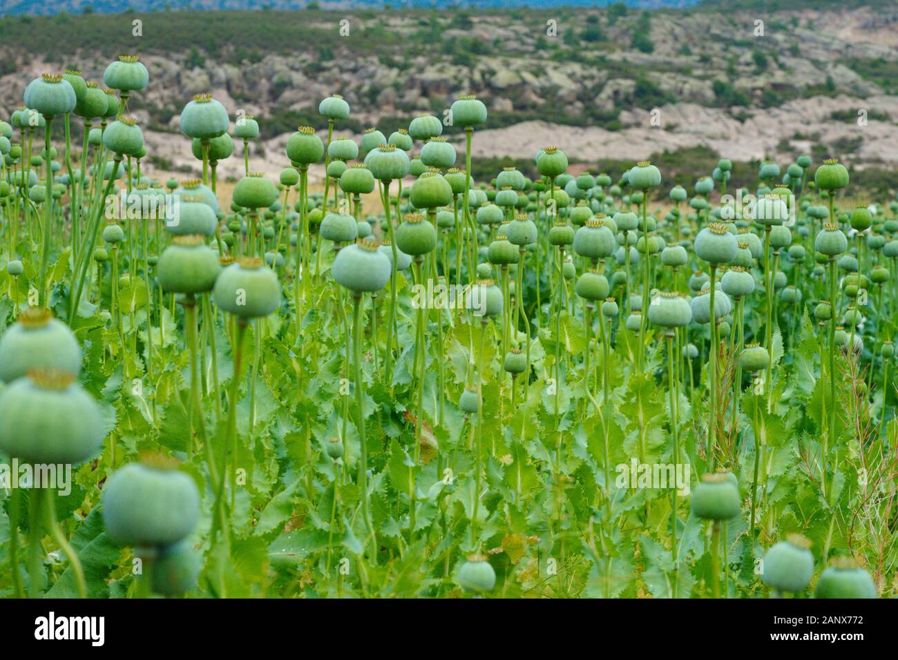 poppy field. opium, poppy capsule and flowers. Agriculture of poppy ...