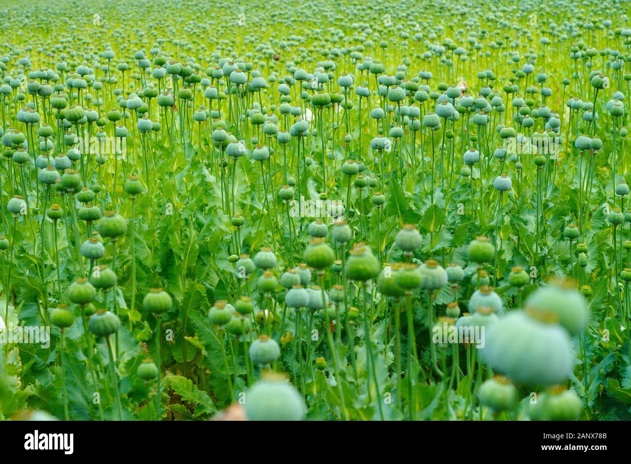 poppy field. opium, poppy capsule and flowers. Agriculture of poppy ...