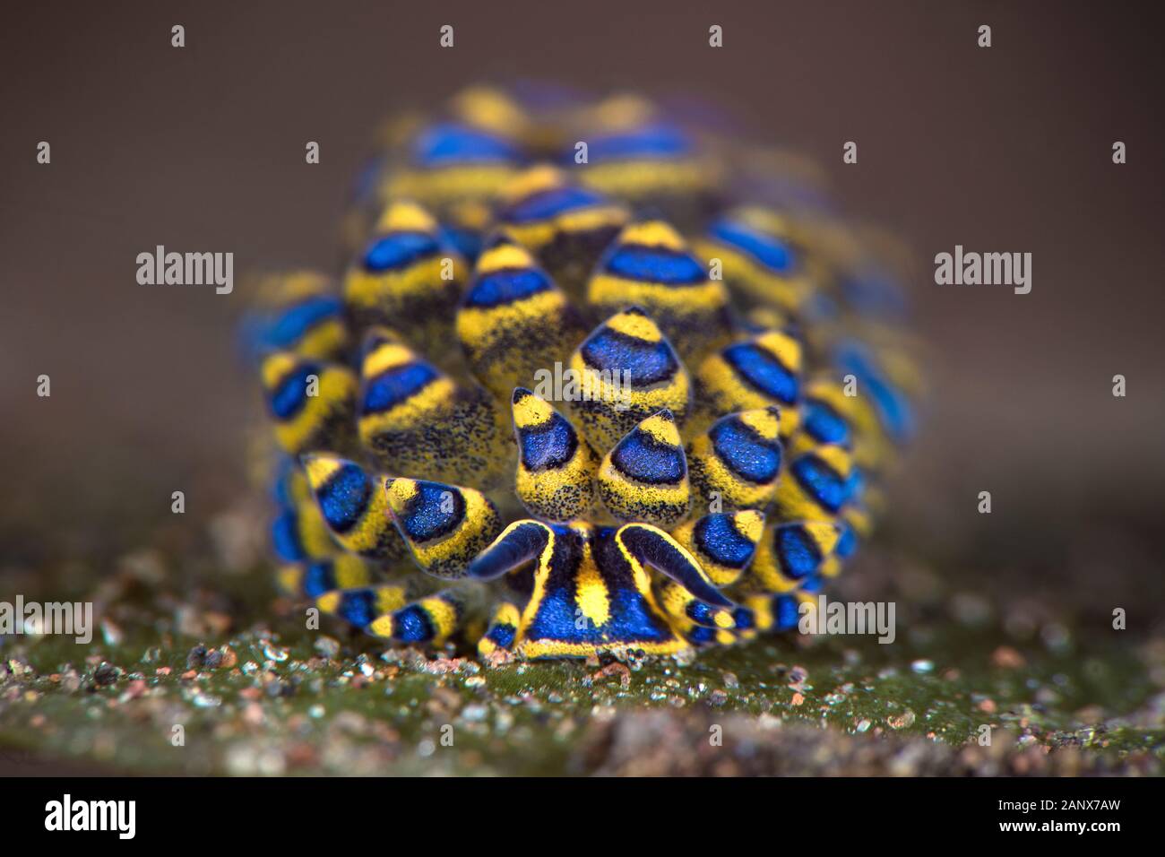 Blue Nudibranch High Resolution Stock Photography and Images - Alamy
