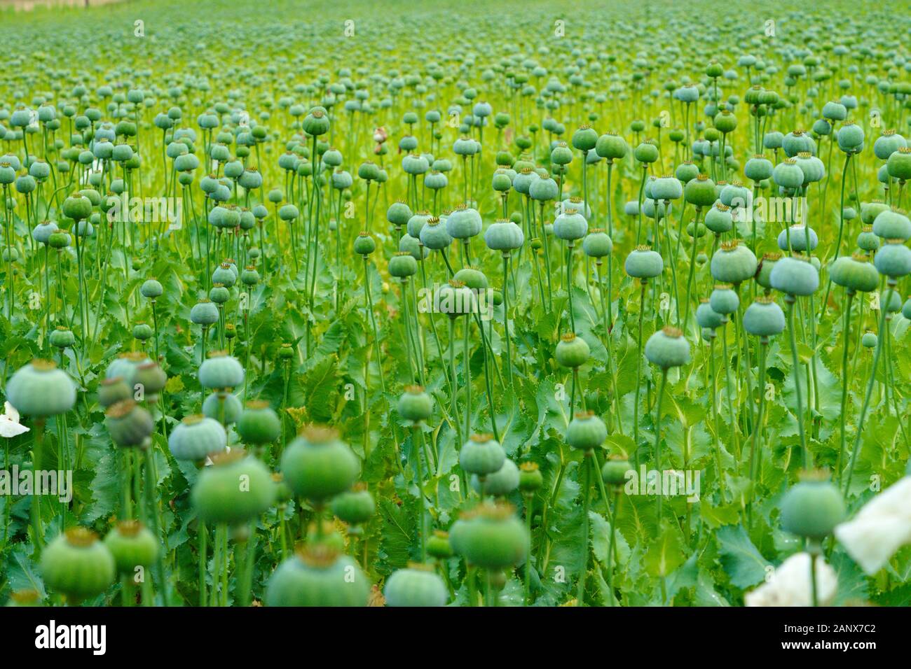 poppy field. opium, poppy capsule and flowers. Agriculture of poppy ...