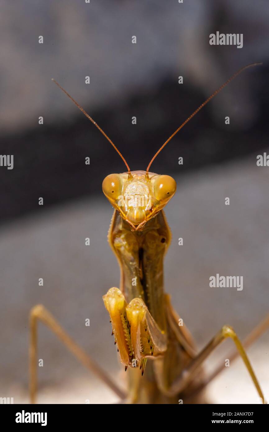 Mantis insect arthropod bug closeup hi-res stock photography and images ...