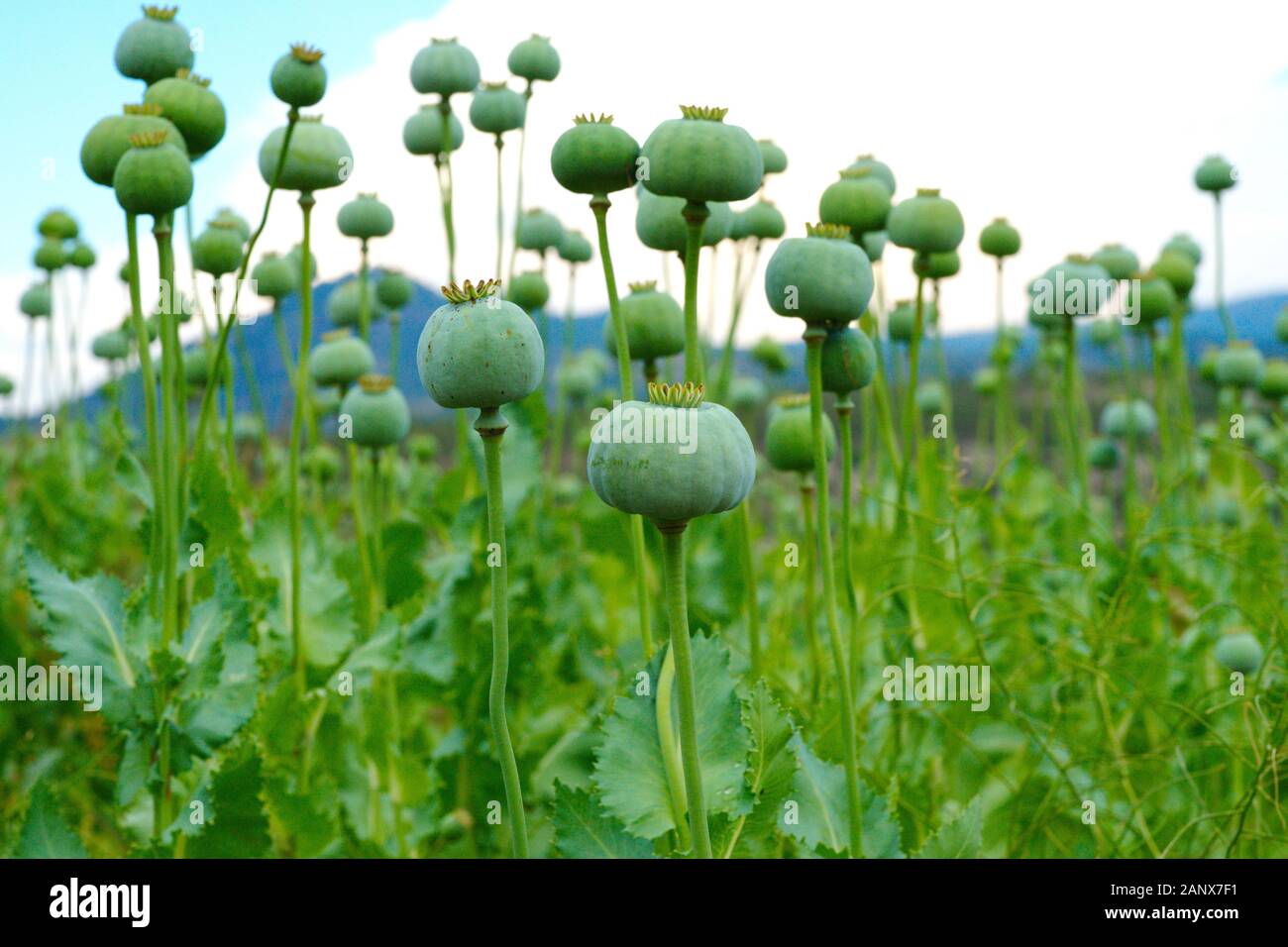 poppy field. opium, poppy capsule and flowers. Agriculture of poppy ...