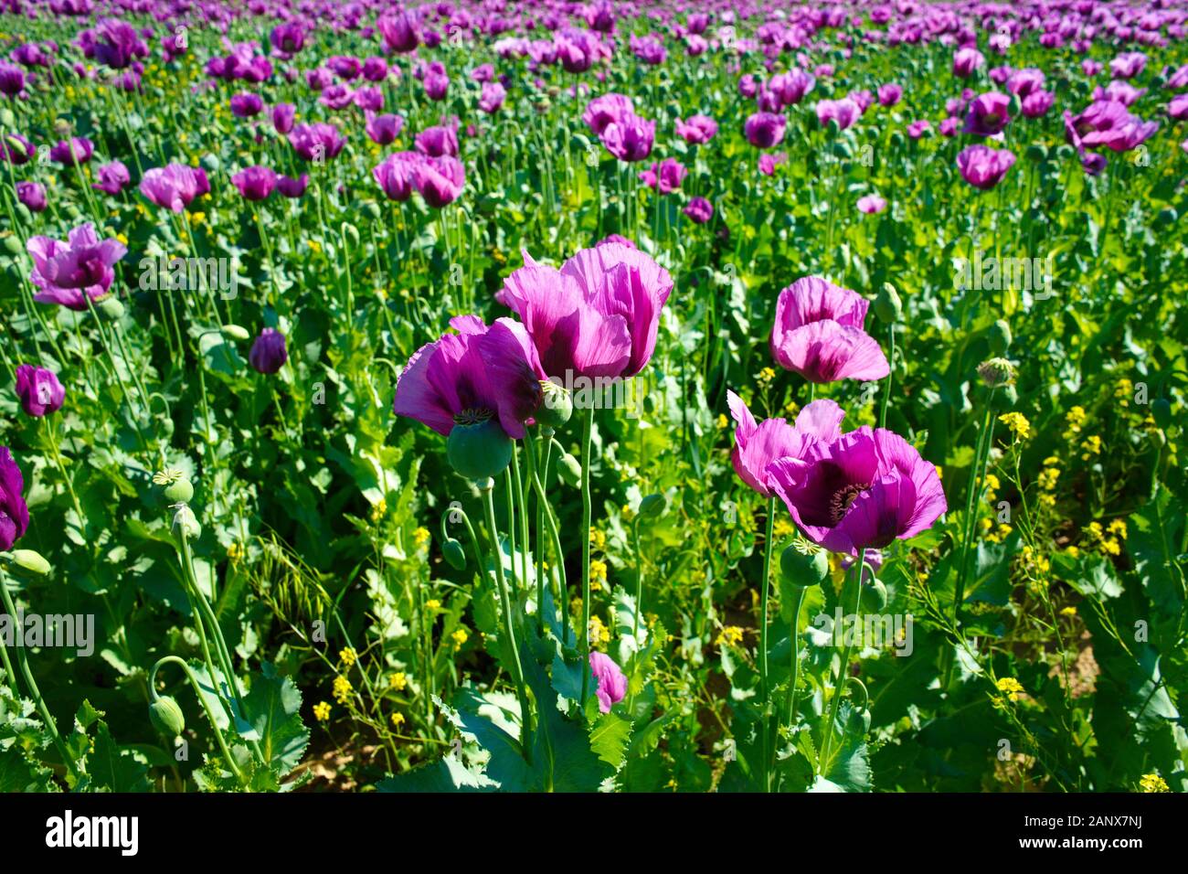 poppy field. opium, poppy capsule. Agriculture of poppy plant ...