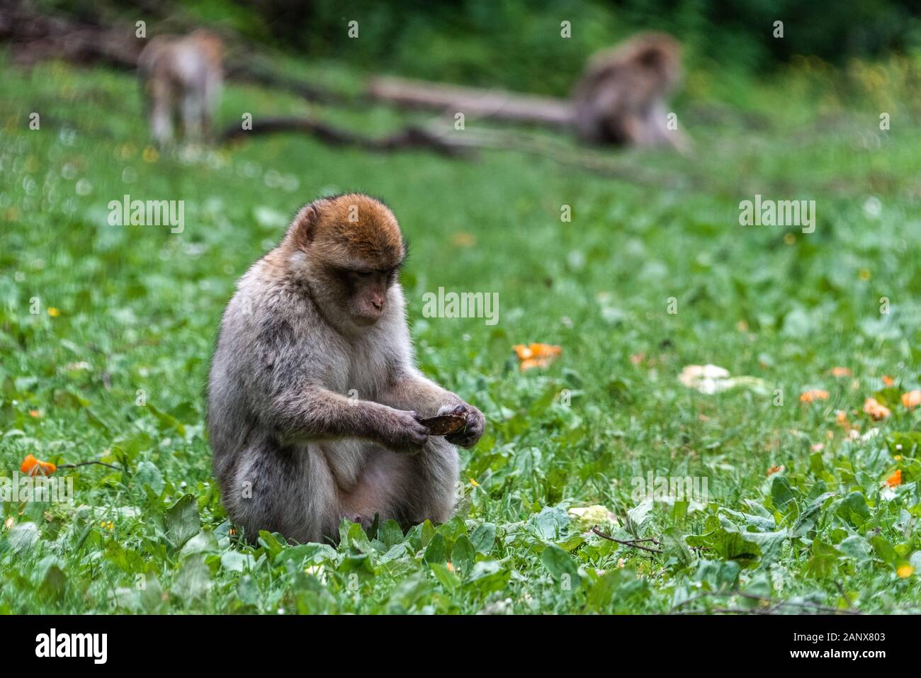Monkey in forest jungle grass green looking down germany Stock Photo ...
