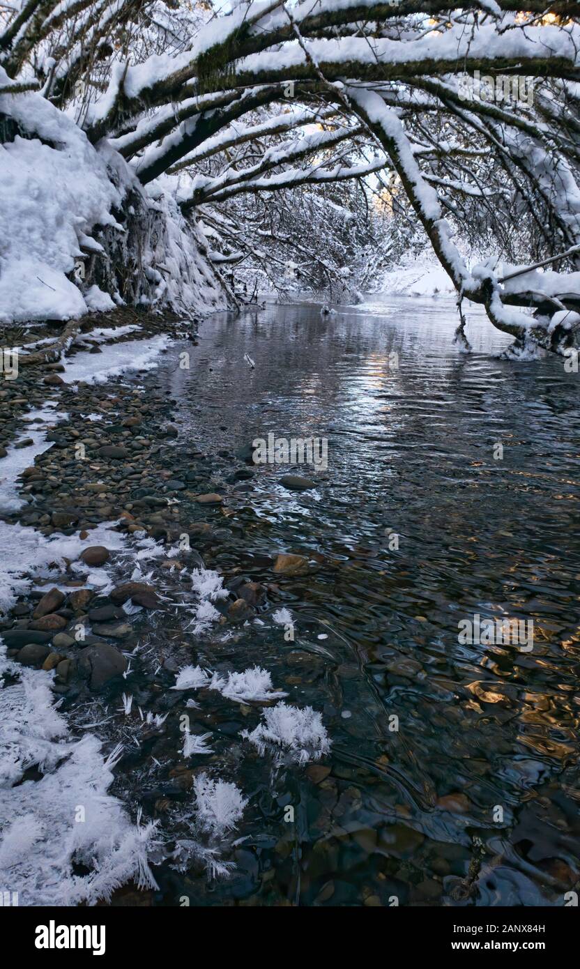 Alder trees with snow in winter arching over a river near sunset Stock ...