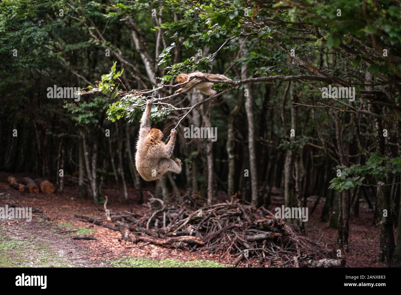 monkey Barbary Macaque falling from a branch playing chasing trees jump ...