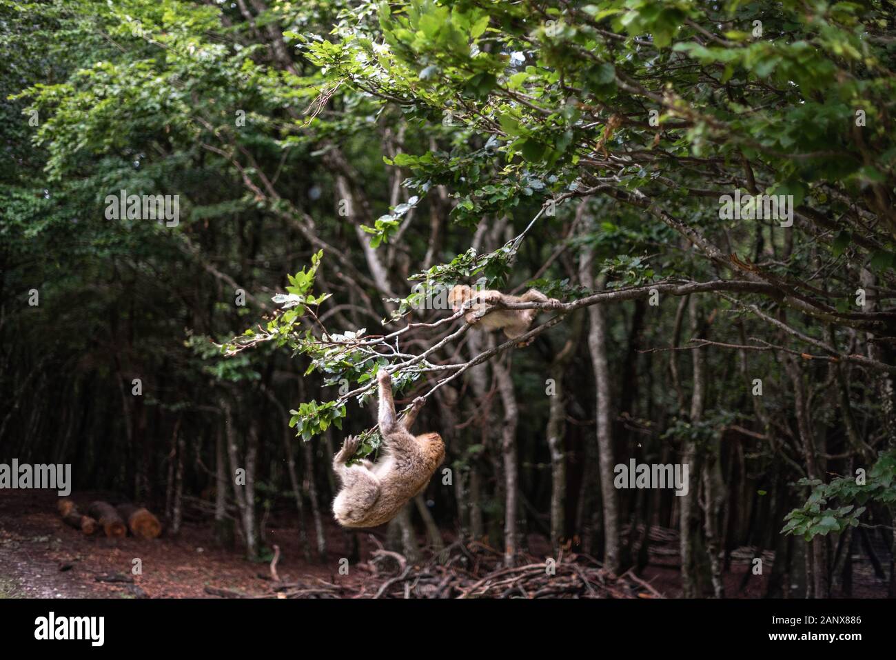 monkey Barbary Macaque falling from a branch playing chasing trees jump ...