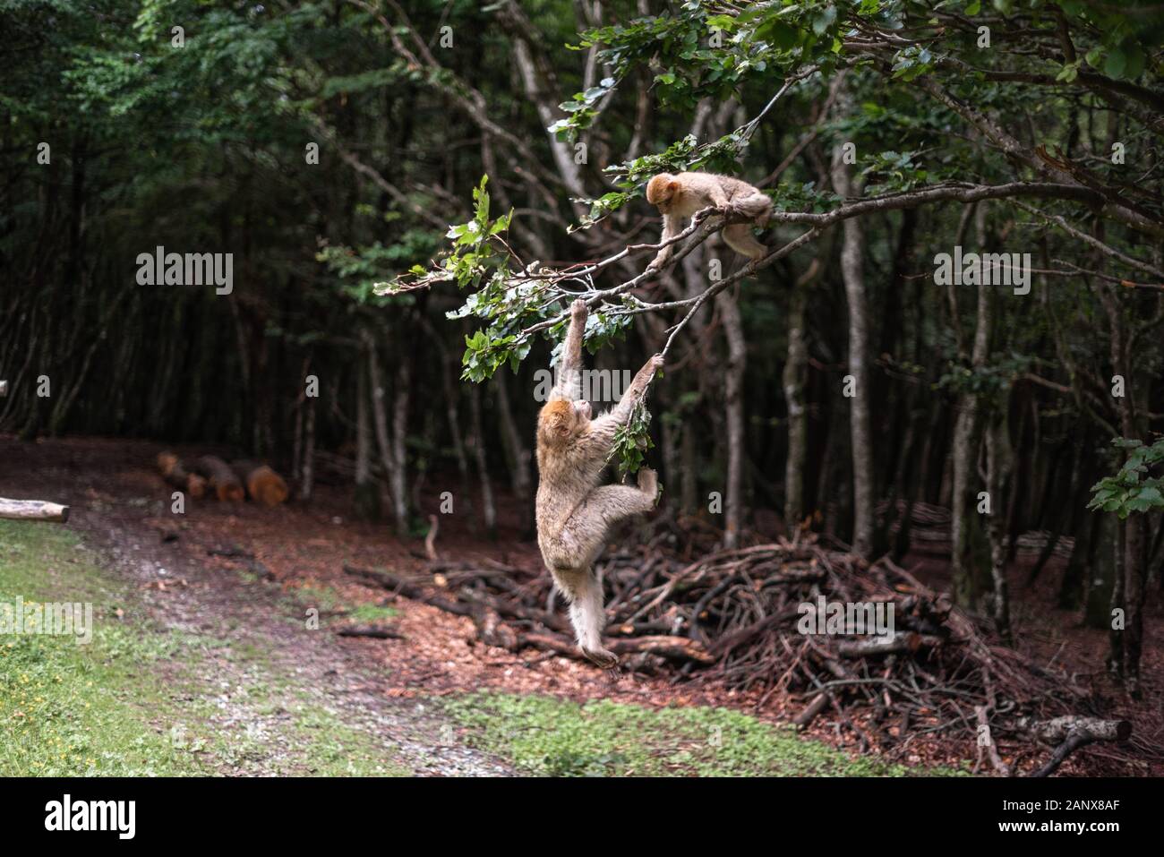 monkey Barbary Macaque falling from a branch playing chasing trees jump ...