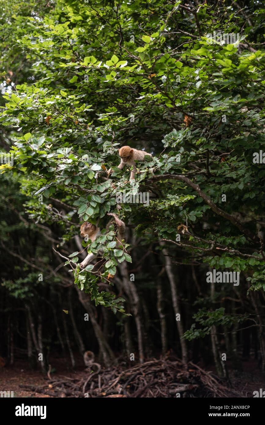 monkey Barbary Macaque falling from a branch playing chasing trees jump ...