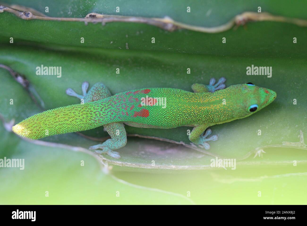 Green gecko with red spots hi-res stock photography and images - Alamy