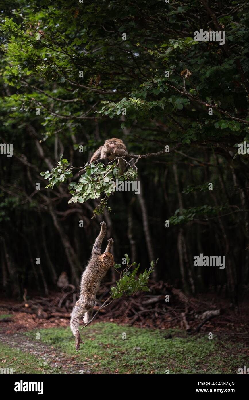 Macaque chasing hi-res stock photography and images - Alamy