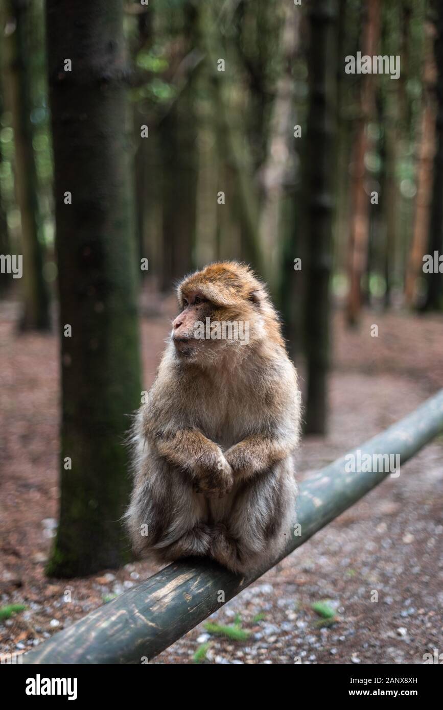 Portrait of a monkey sitting on log monkey forest germany close up ...