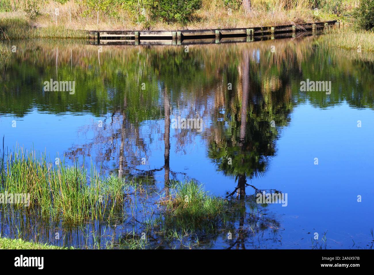 Pond Reflections, Florida Stock Photo - Alamy