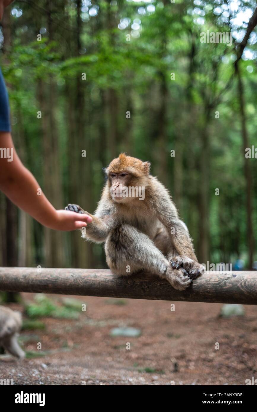 monkey taking food from human hand woman feeding monkey forest germany ...