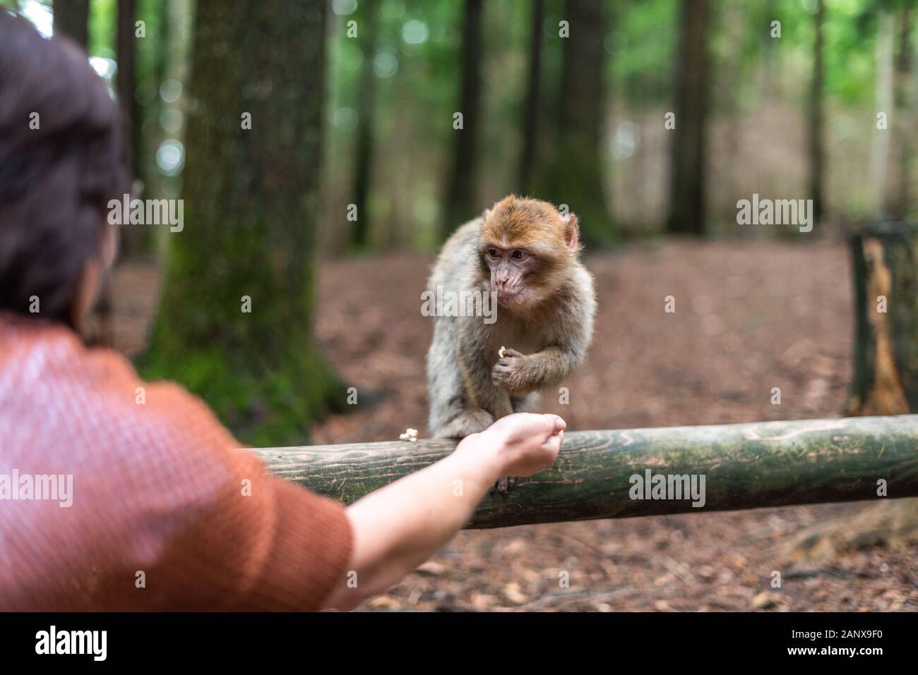 monkey taking food from human hand woman feeding monkey forest germany ...