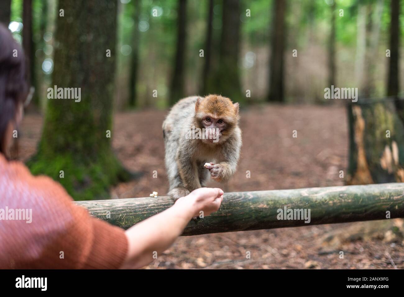 Primate human hand hi-res stock photography and images - Alamy