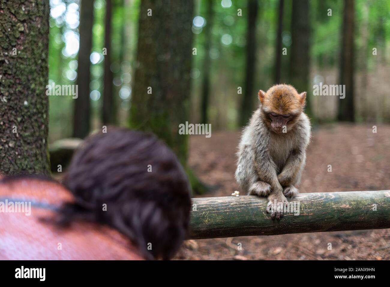 monkey taking food from human hand woman feeding monkey forest germany ...